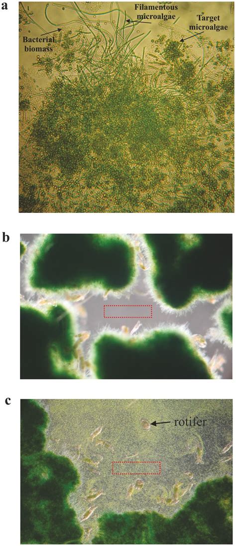 Biological Structure Of The Activated Algae Granule With The Download Scientific Diagram