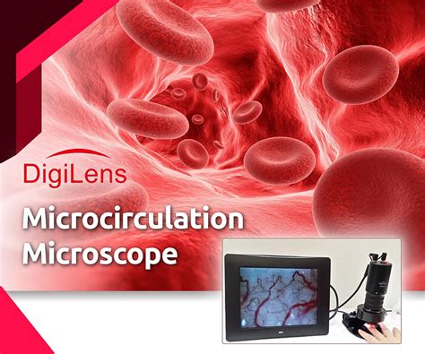 Blood Capillary Microcirculation Microscope 320x Magnification