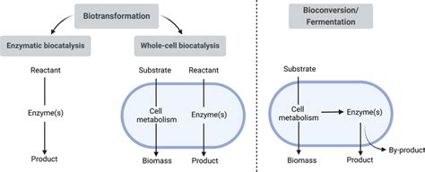 Differentiation Of The Terms Biotransformation And Bioconversion Download Scientific Diagram