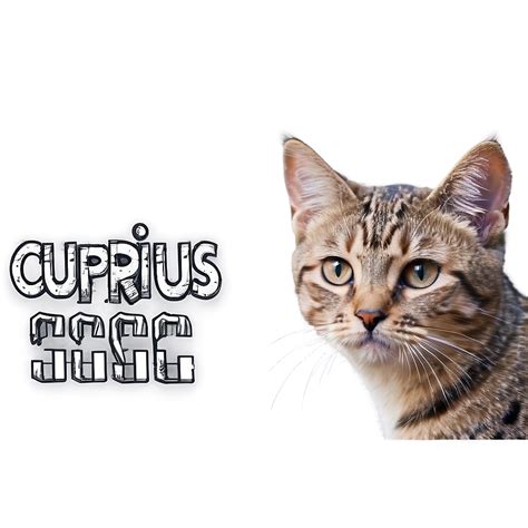 Cat Meme Png Images Page 2 300