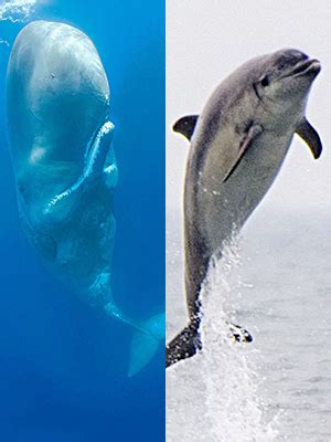 Whale Dolphin Hybrid