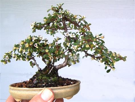 Another Small Cotoneaster
