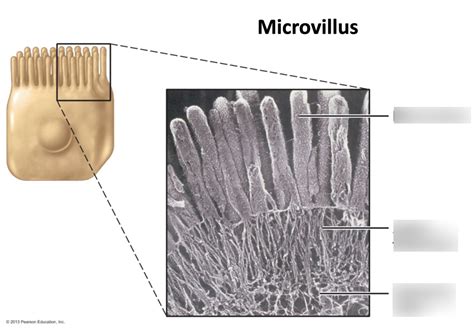 Unit 3 Microvillus Diagram Quizlet