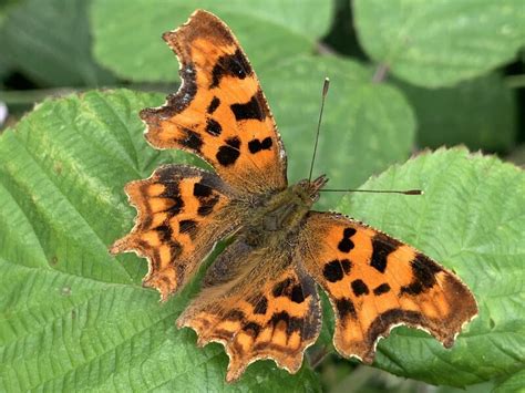 Willow N On Linkedin Butterfly Taxonomy Ai