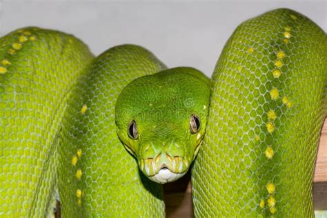 Australian Green Python Stock Image Image Of Snake 270482527