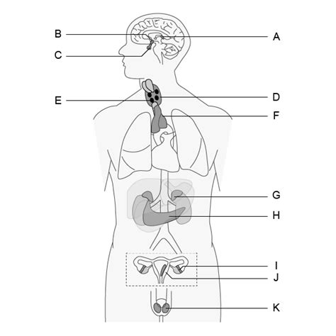 Human Endocrine Organs Diagram Quizlet