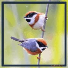 Tit S Tenor