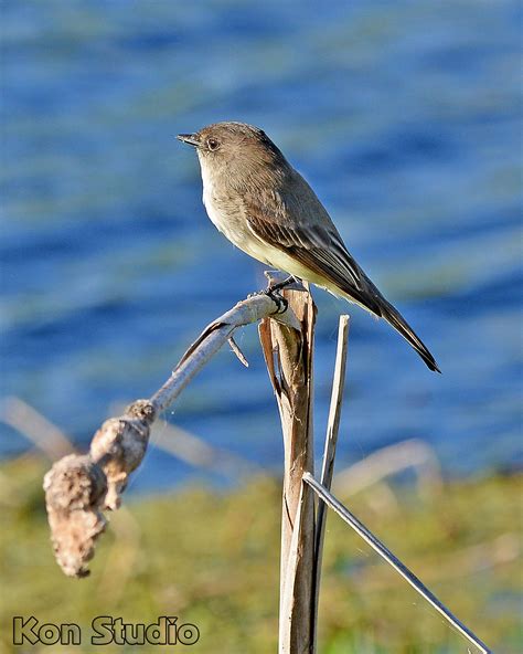 Eastern Phoebe Imagine Our Florida Inc