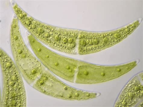 Desmids Microscopy Of Nature