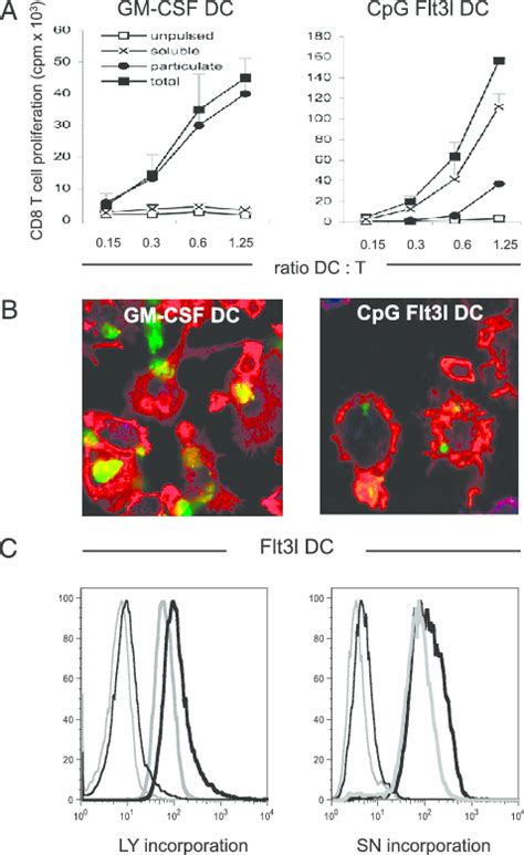 Ags Cross Presented By Cpg Treated Flt3l Dc And Gm Csf Dc Follow Download Scientific Diagram