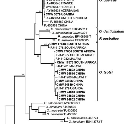 phylogram resulting from a maximum likelihood ml analysis of the