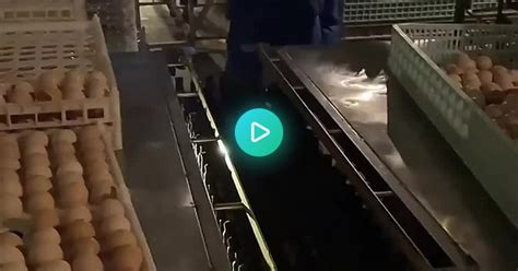 Candling Eggs  On Imgur