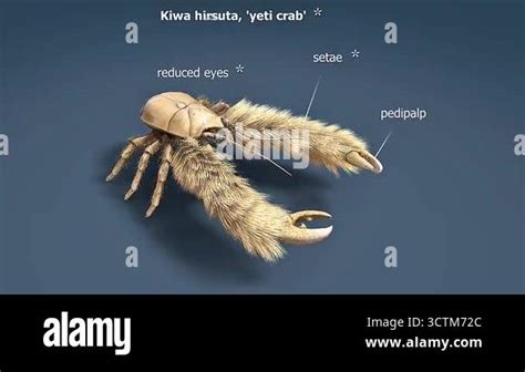 3d Animation Of Kiwa Hirsuta Yeti Crab Showing Hairy Claws Deep Sea Habitat And Symbiotic