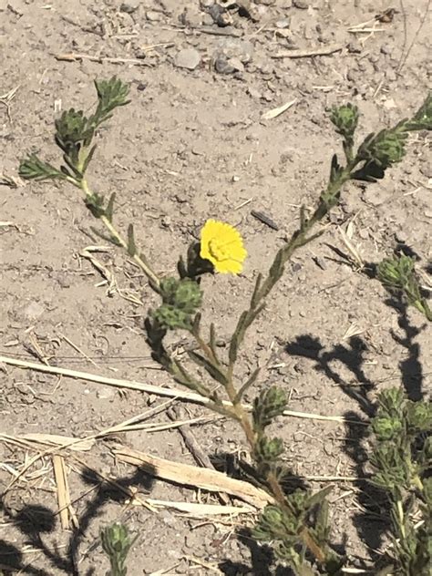 Deinandra Bacigalupii Picturethis