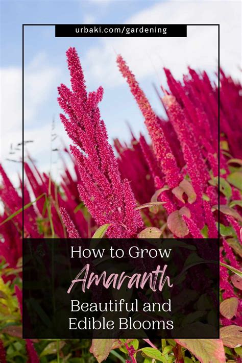 How To Grow Amaranth Beautiful And Edible Blooms
