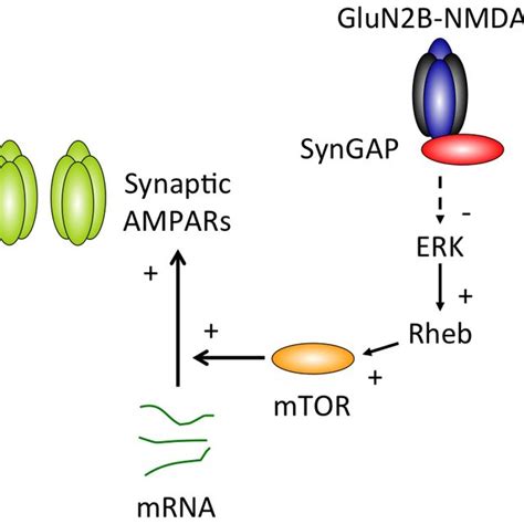 Proposed Model Of The Syngap Mediated Cellular Signaling Pathway That Download Scientific