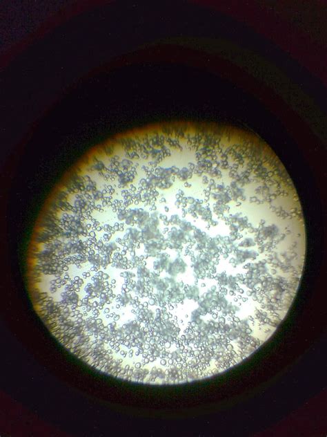 Mikroskopi Amylum ~ Welcome Directioners