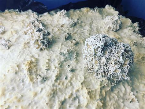 Tw2 In A Modified Vs Unmodified Box R Shrooms