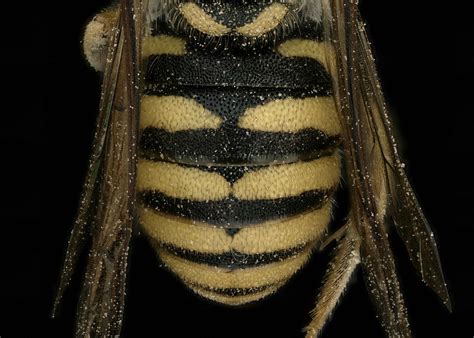 Paranthidium Exotic Bee Id