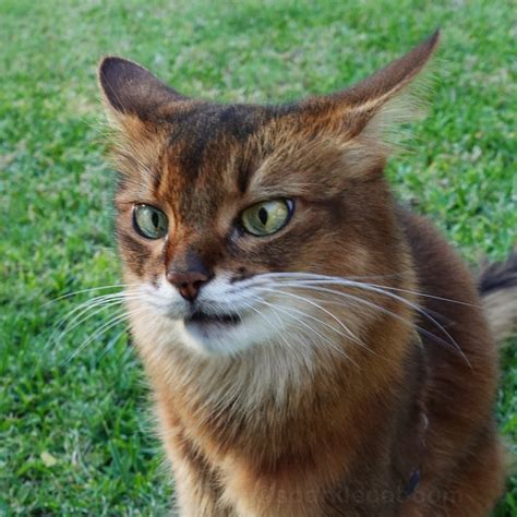 Cats Have More Facial Expressions Than Humans Summers Fabulous Cat Life