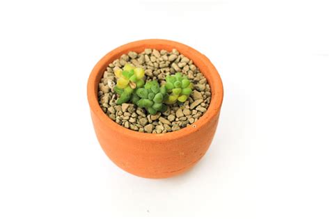 미니멀 한 현대 자연 녹색 다육 식물 선인장 흰색 화분에 고립 된 흰색 배경 에 다양한 선인장과 다른 냄비에 즙이 많은 식물의