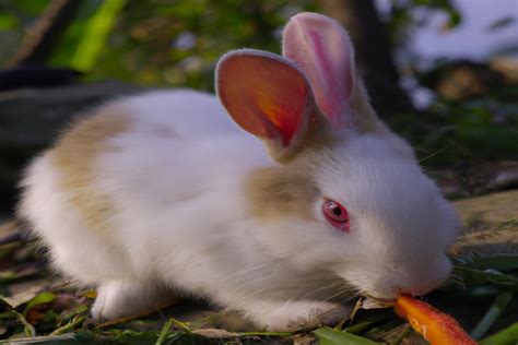 Why Is My Rabbit Bleeding From Its Bum What You Need To Know