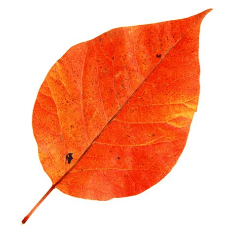 Orange Leaf Pngs For Free Download