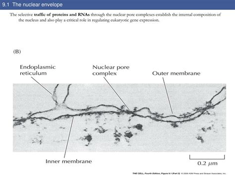 Ppt The Nucleus Nuclear Organization Nuclear Envelope And Molecular Trafficking Nucleolus And