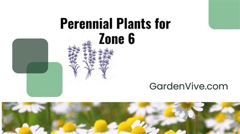 Perennial Plants For Zone 6