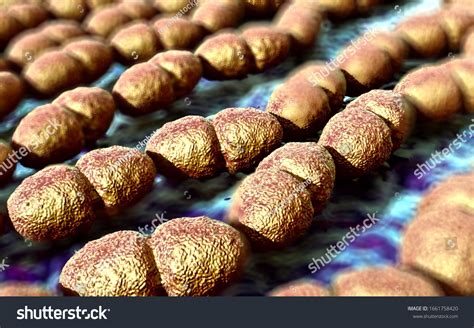 3d Illustration Enterococcus Faecalis Bacterium Stock Illustration