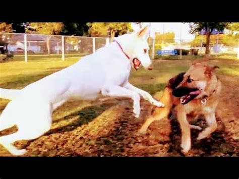 Alpha German Shepherd Puts Disrespectful Dog In Its Place At Dog Park