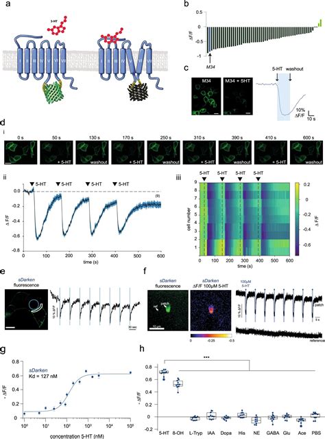 Fluorescent Sensors Biology At Nick Lopez Blog