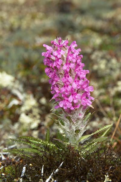 Woolly Lousewort Pedicularis Lanata Alaska Wildflower Guide