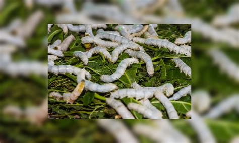 Soñar Con Gusanos Qué Significa Primera Edición