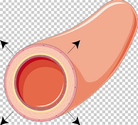 Vasodilation Vasoconstriction Physiology Artery Vasospasm Png Clipart