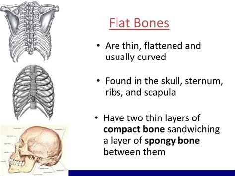 Ppt Classification Of Bones Powerpoint Presentation Free Download