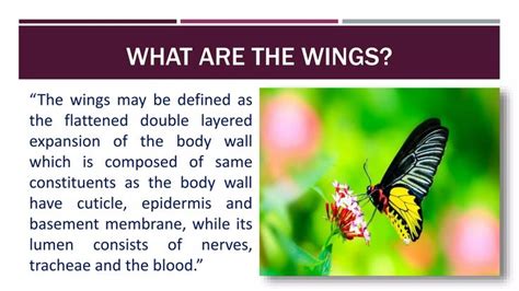 Insect Wings Structure And Their Modifications Ppt Insect Wings