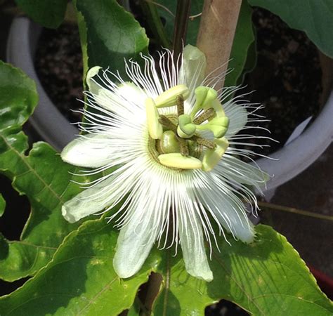 Passiflora Edulis “alba” Albino Or White Passiflora Passion Flower