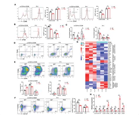 Ccdc134 Deficiency Attenuates T Cell Responses In Vitro Naïve Cd8