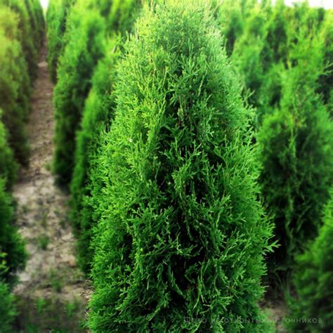 Туя западная Колумна купить саженцы оптом и в розницу питомник Сады Урала