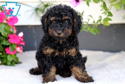 Walker Cockapoo Puppy For Sale Keystone Puppies