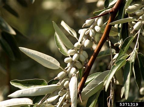 Russian Olive Tree Medicinal Uses At Jai Patrick Blog
