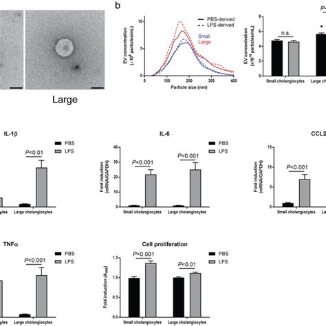 Inflammatory Cell Cell Communication Between Large Cholangiocytes A Download Scientific