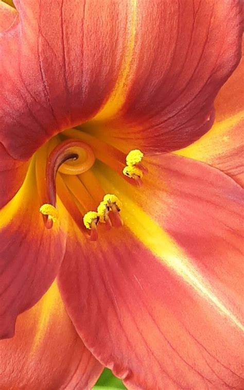 How To Grow Hemerocallis Minor Earthone