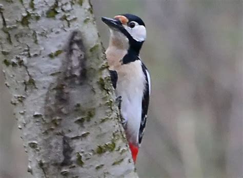 Svet Ptica Pčelinjaci Stanković Mladenovac