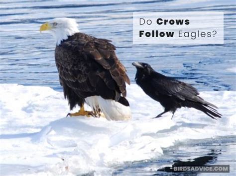 Do Crows Attack Eagles Birds Advice