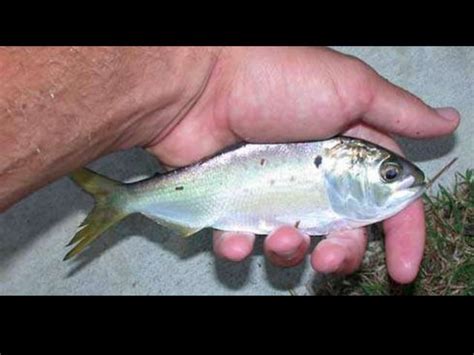 Dropping Science On Your Developer Ecosystem Lessons From Ecosystem