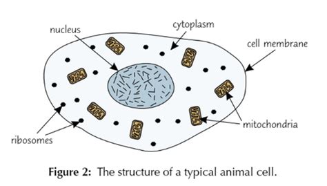 Biology Topic 1 Cell Biology Flashcards Quizlet