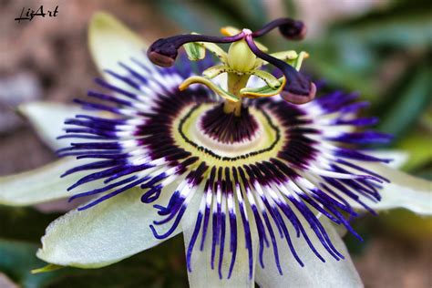 Passiflor Liz Art Flickr