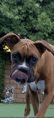 Licking S Tenor